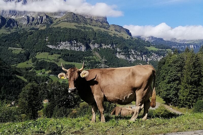 Bio KB-Stiere - Original Braunvieh Ceasar